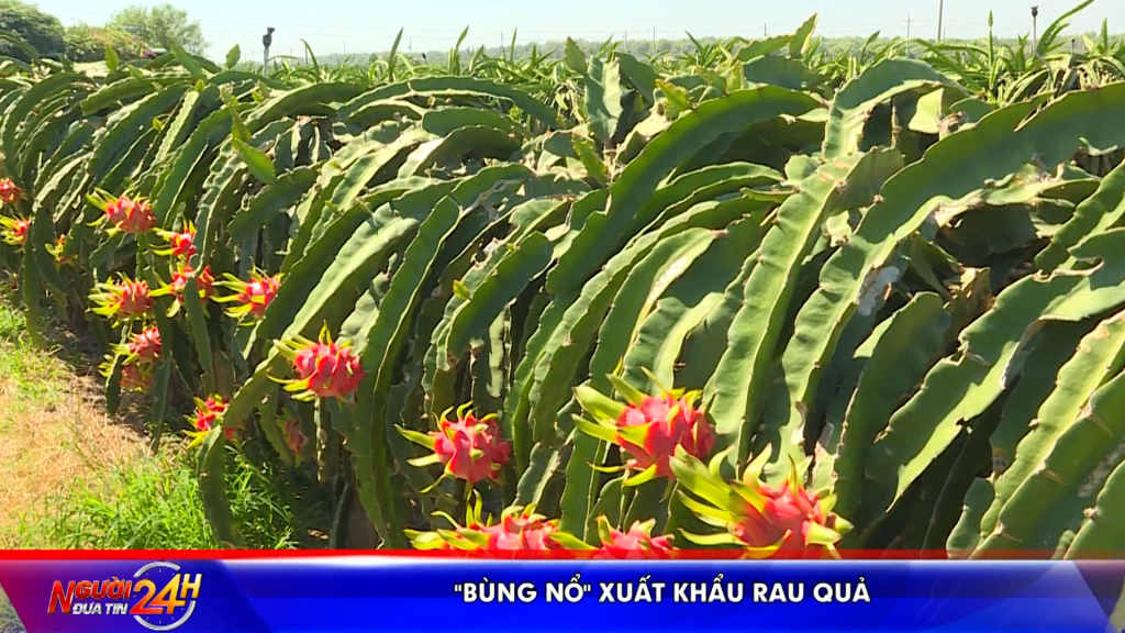 ”Bùng nổ” xuất khẩu rau quả – Topsao