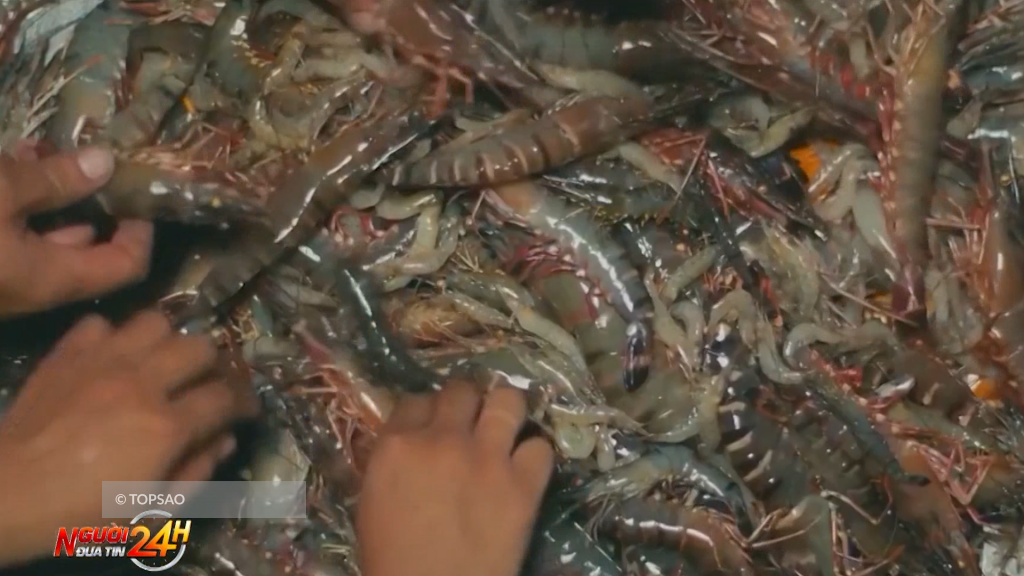 Mô hình tôm – rừng nâng cao giá trị tôm Cà Mau – Topsao