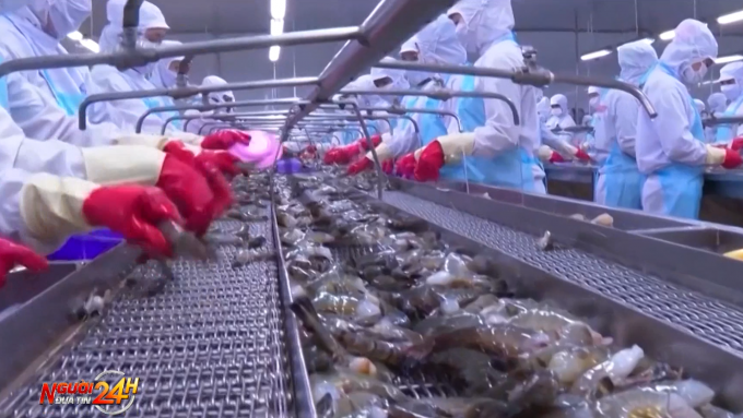 Mô hình tôm – rừng nâng cao giá trị tôm Cà Mau – Topsao